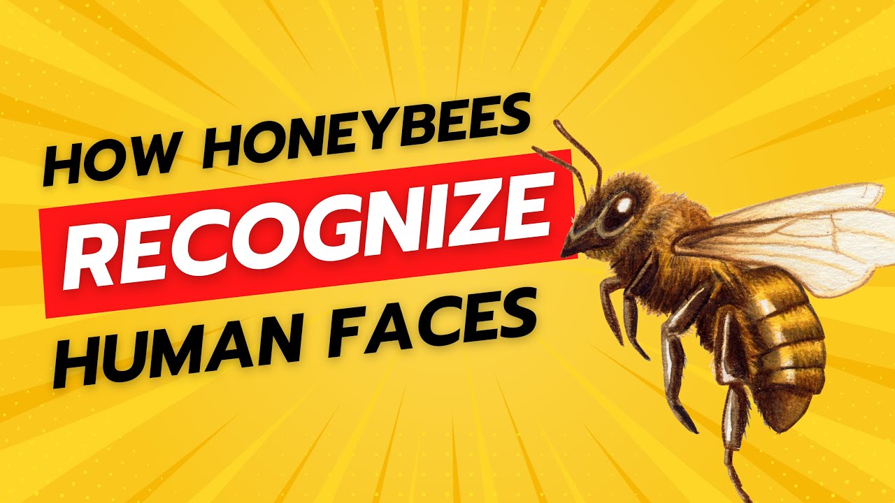 Bee-come Amazed: How Honeybees Recognize Human Faces 🐝👀 - YouTube