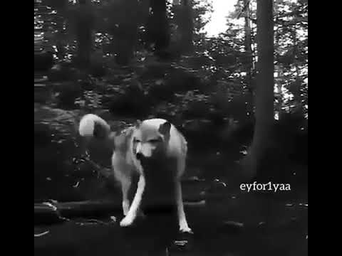 Canavar meşədə uladı 🤘😎