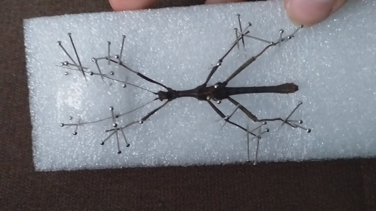 28) Preparowanie samca straszyka filipińskiego | Sungaya inexpectata ...