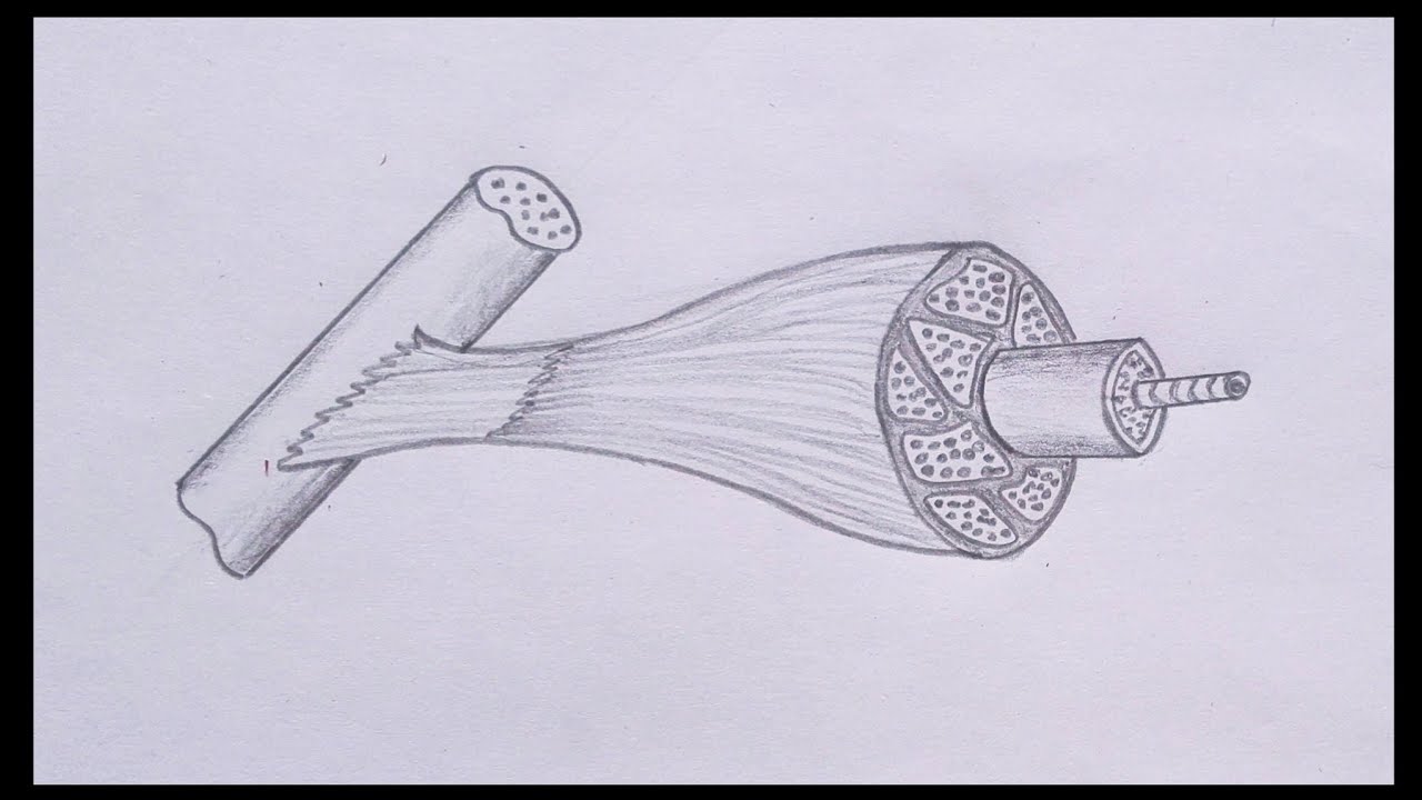 Class 10 biology experiment 12.1 drawing - Skeletal muscle drawing ...