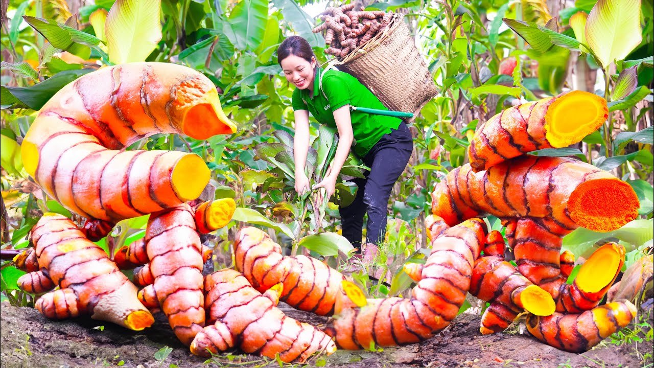 Harvesting ARROWROOT tubers (Asian Ground Ginseng) - Small garden care and simple cooking - YouTube