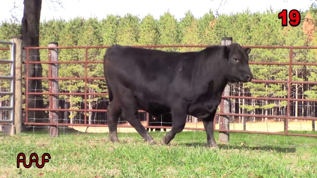 Adams Angus Farm Lot 19 - YouTube