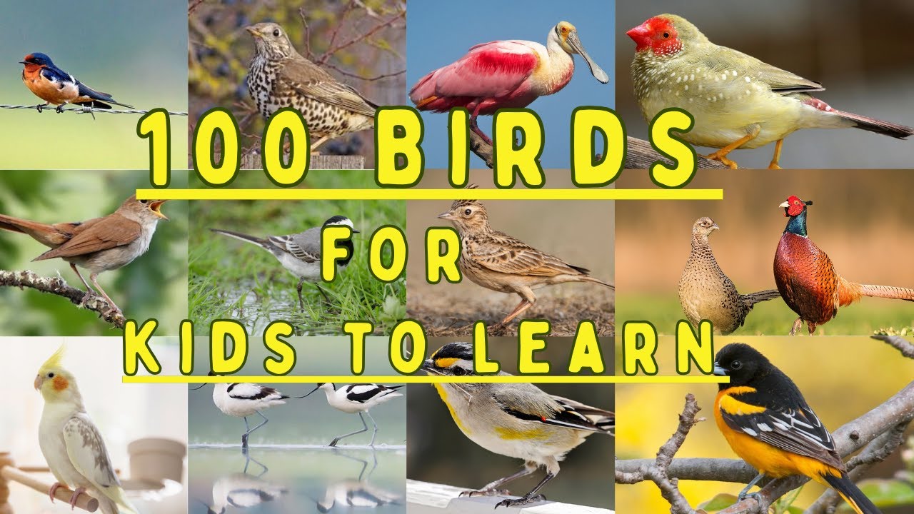 100 Bird Names | 100 Bird Names Every Kid Should Know - YouTube