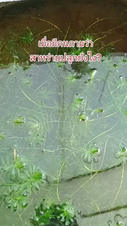 วิธีปลูกสาหร่ายหางกระรอก Shorts สาหร่ายหางกระรอก จัดสวน เกษตรอินทรีย์