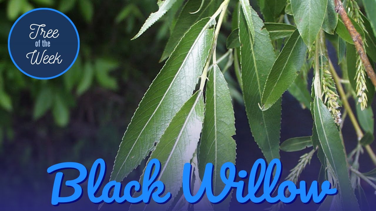 Black Willow