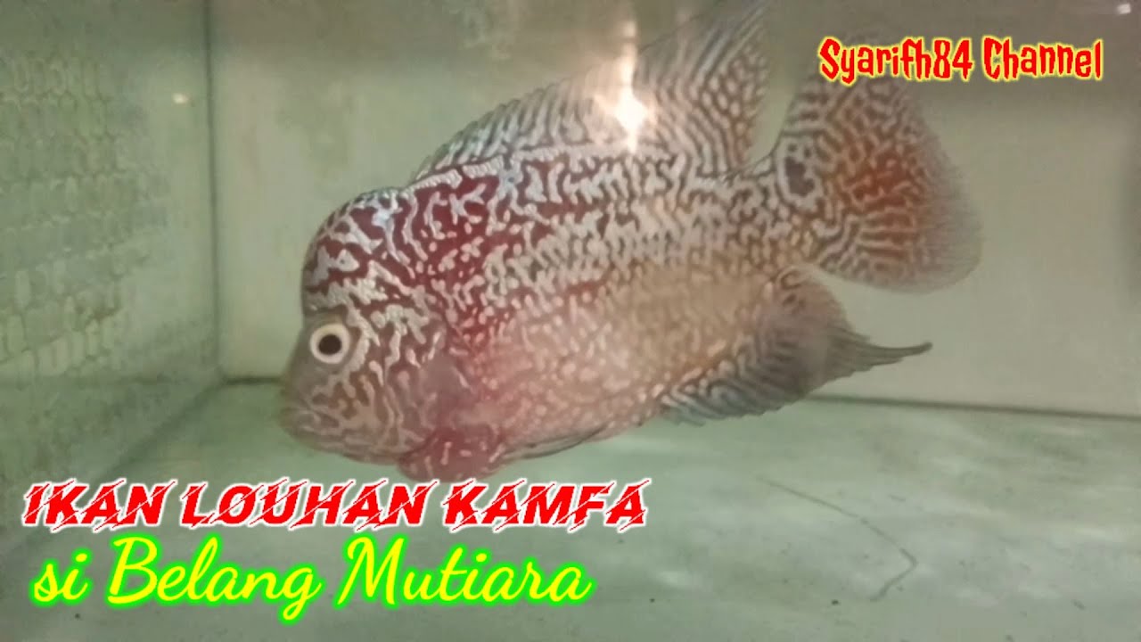 Ikan Louhan Kamfa Thailand Youtube