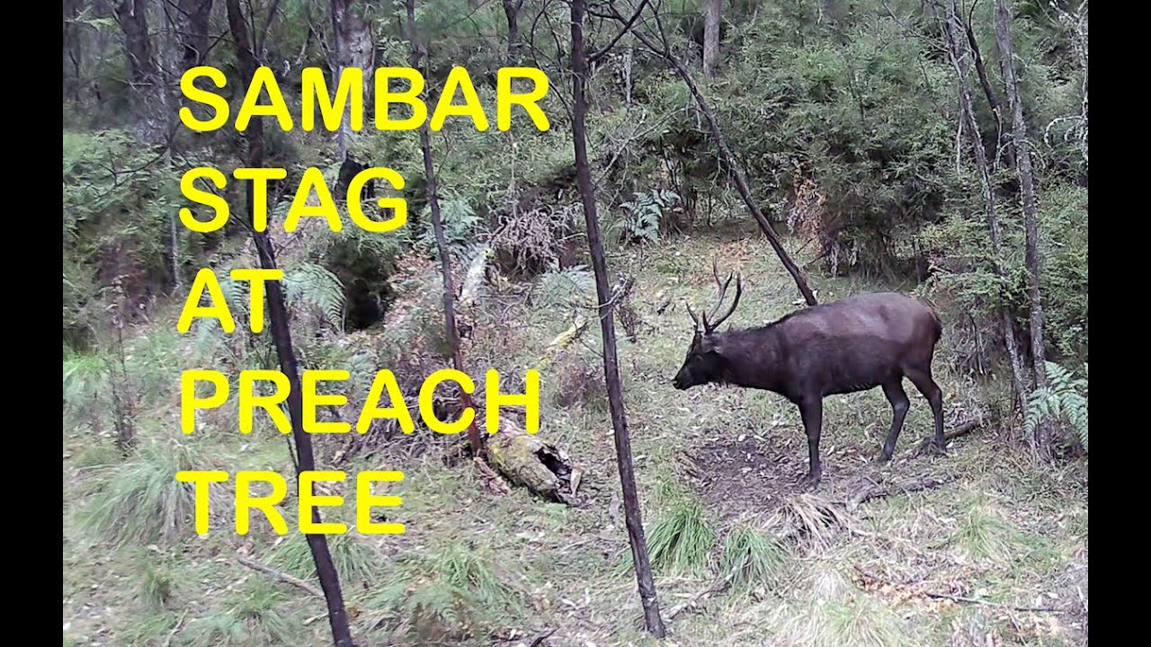 Solid Sambar Stag at the Preach - YouTube