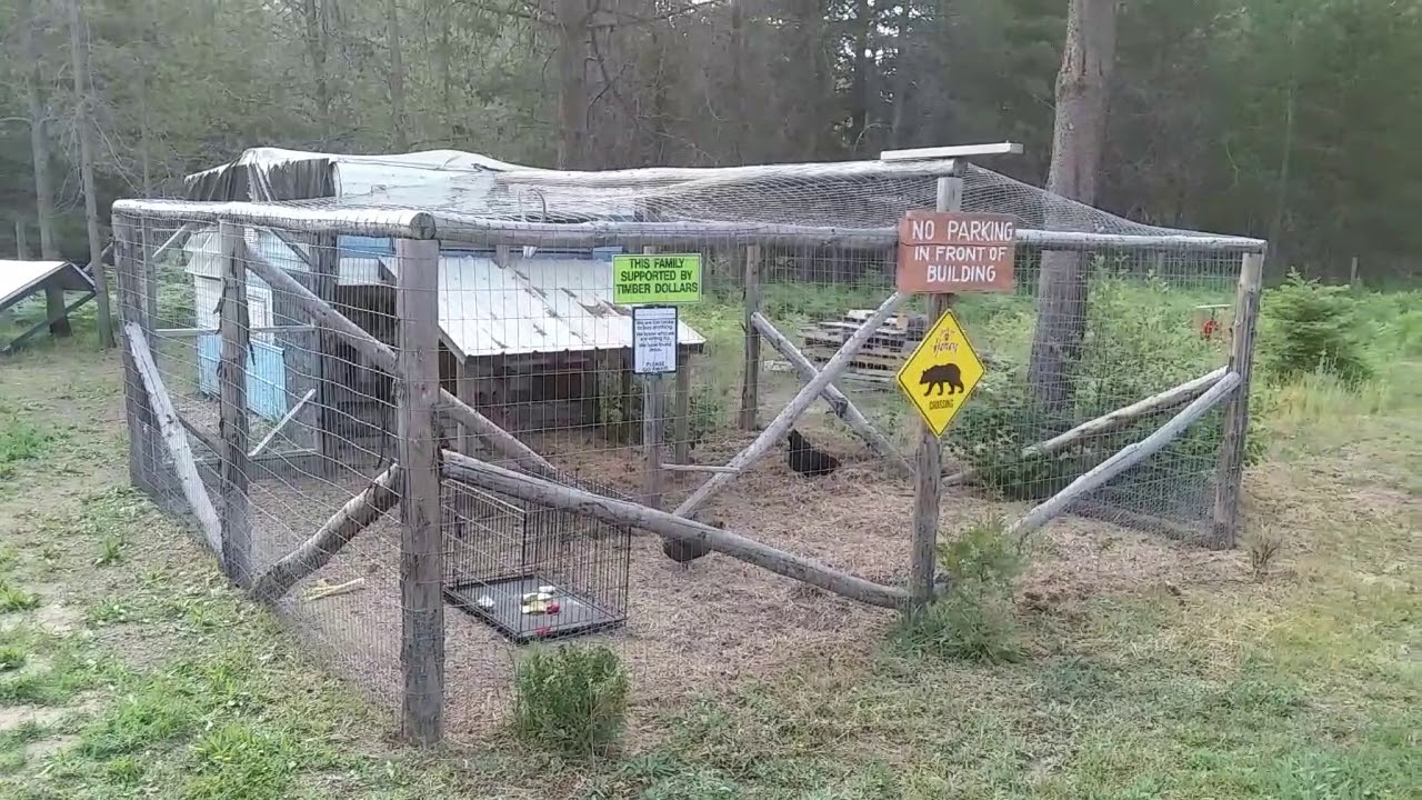 Goodbye Chickens 06/15/2019 - YouTube