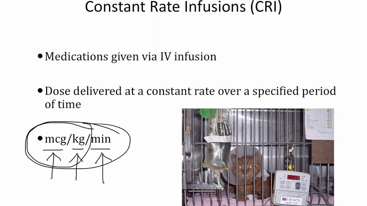 How To Calculate Fluid Rate Dog Updated November 2022 Wikidoggia How To Calculate Fluid Rate Dog Updated November 2022 Wikidoggia
