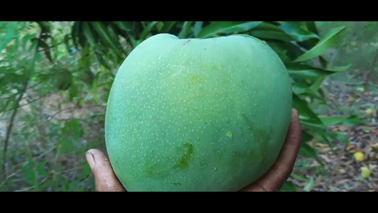 manga-coité vejam as suas qualidades e tamanho que essa pode ficar😀 ...