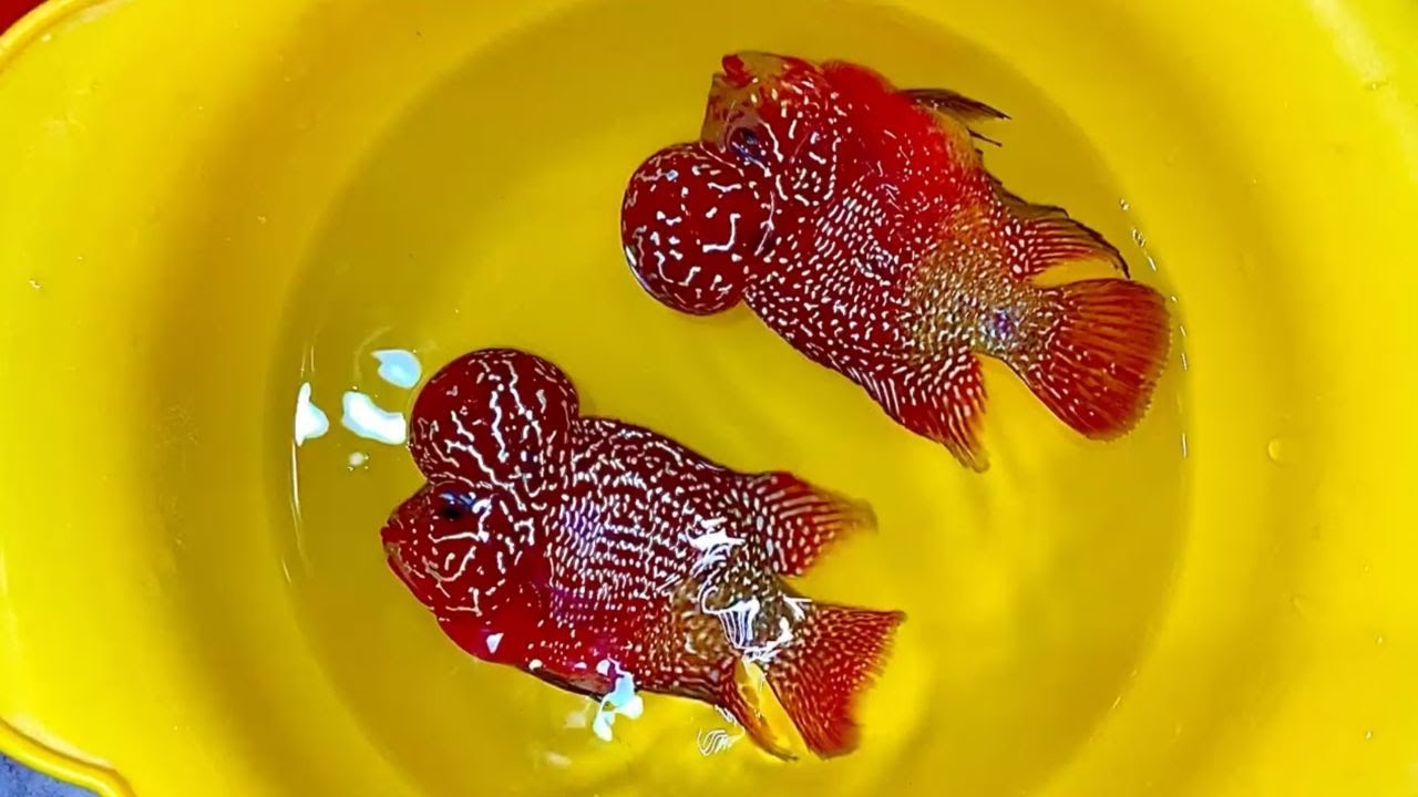 Amazing Big Head Flowerhorn Cichlids | Super Red Kamfa Flowerhorn Fish ...