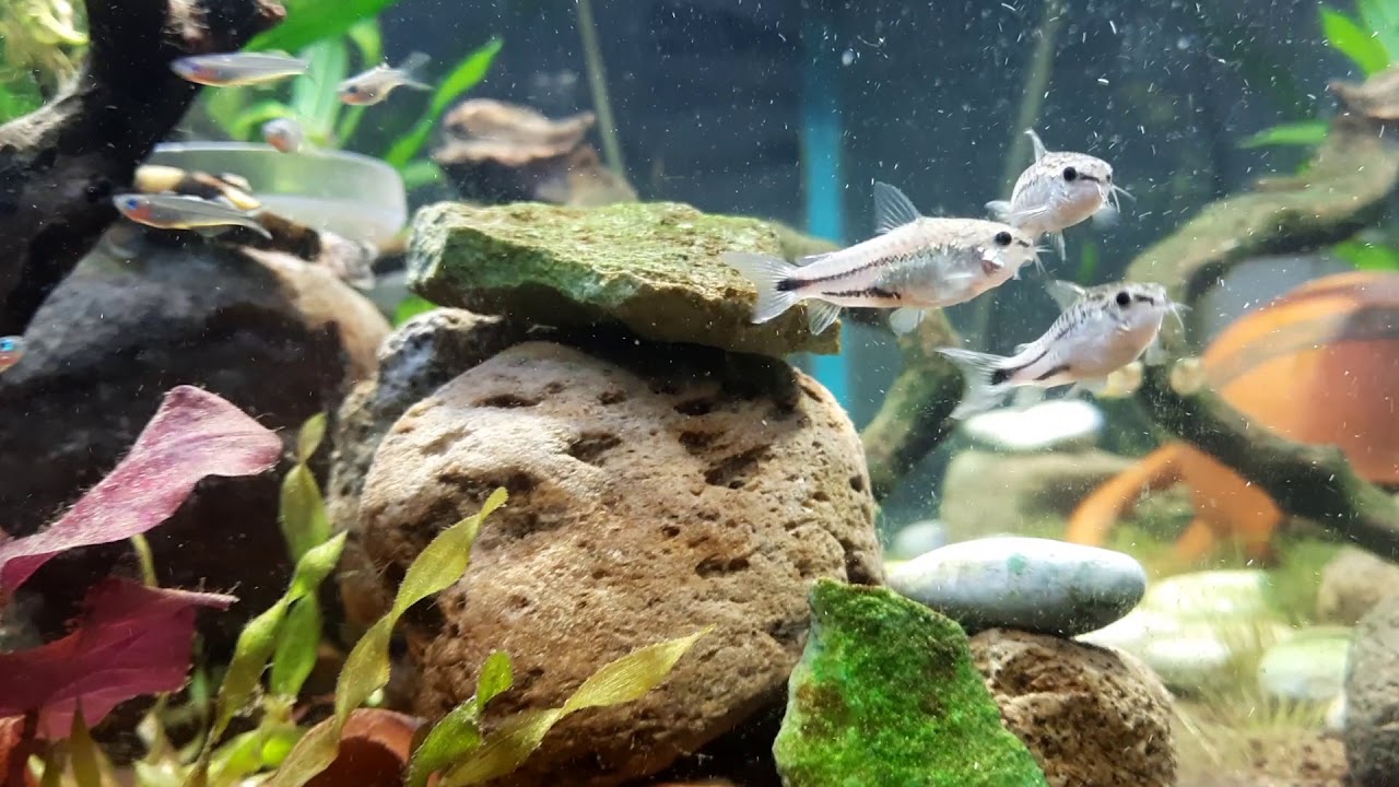 Biggest Pygmy Corydoras Ever!! - YouTube