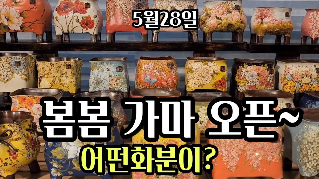 5월28일 봄봄신상 가마열렸습니다 ️꽃담다육스토리예쁜화분화분싸게파는곳다육식물多肉植物succulents다육이꽃담화분