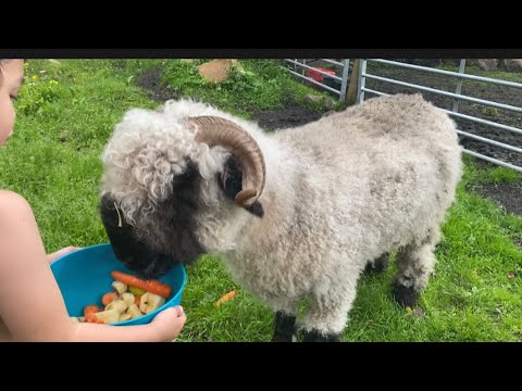 Valais blacknose eating carrot and a little treatment for her feet (Emilyn World)