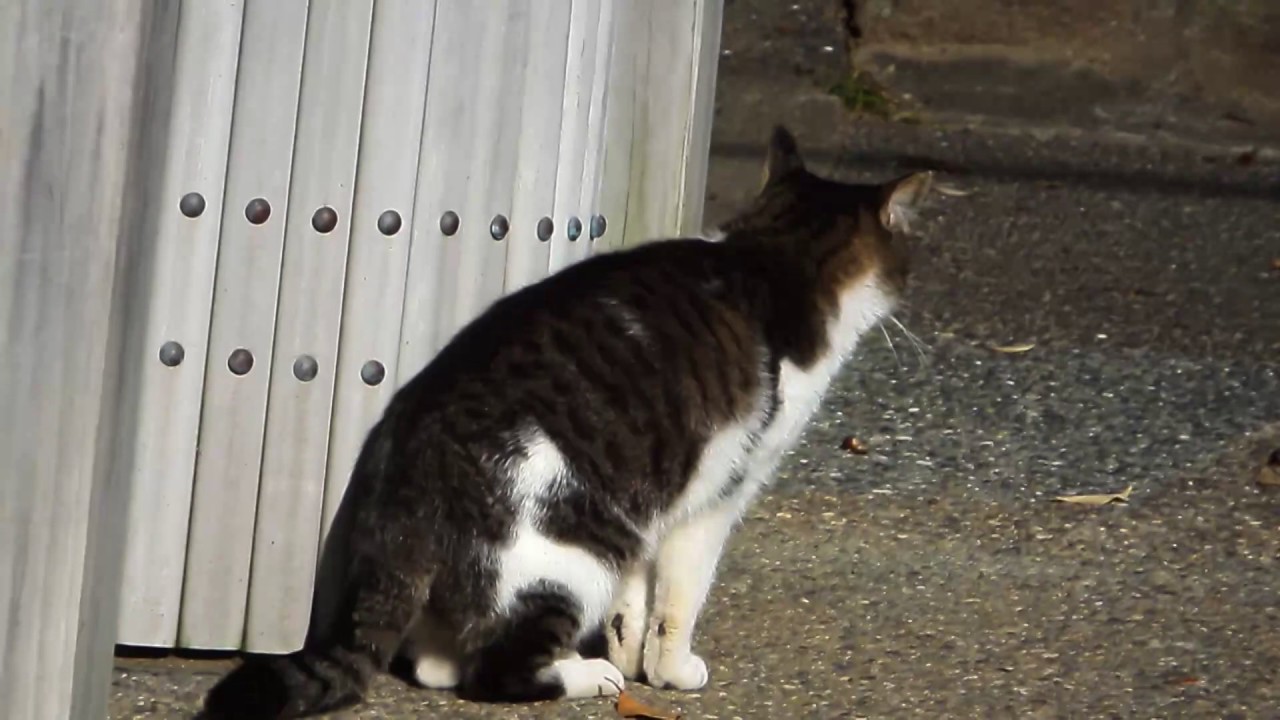 Stray cat 野良猫 Japanese stray cat. - YouTube