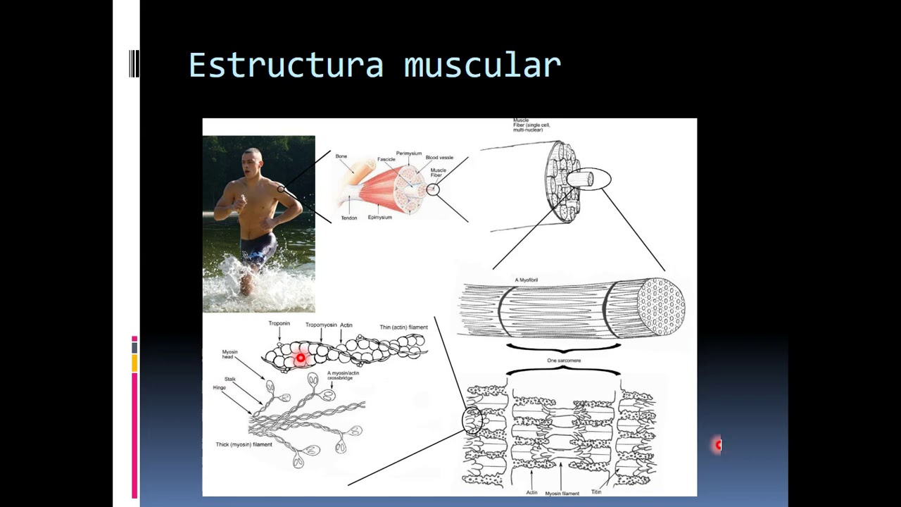 Estructura muscular y mecanismo de la contracción muscular - YouTube