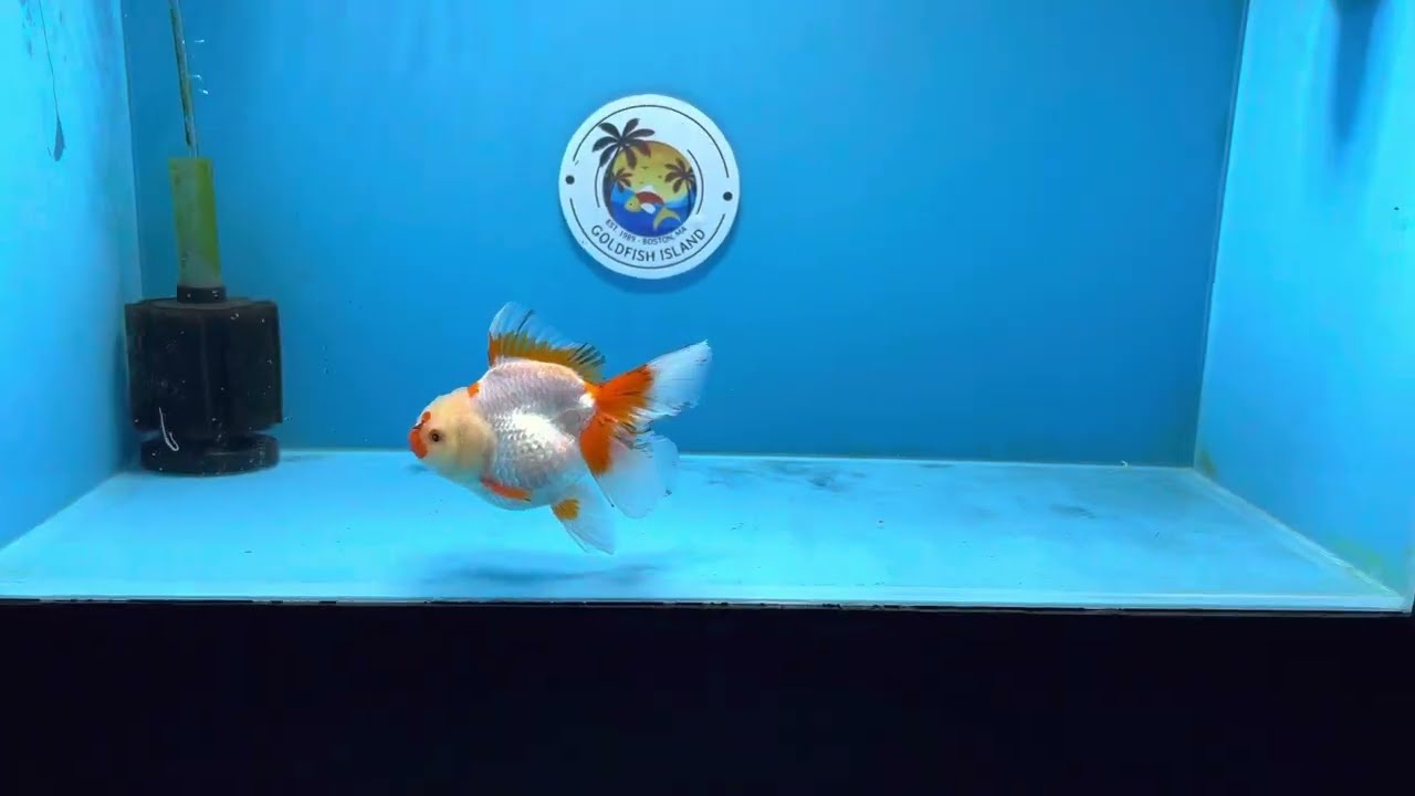 Goldfish Island SKU 0926TO00RW455TD6F1 - YouTube