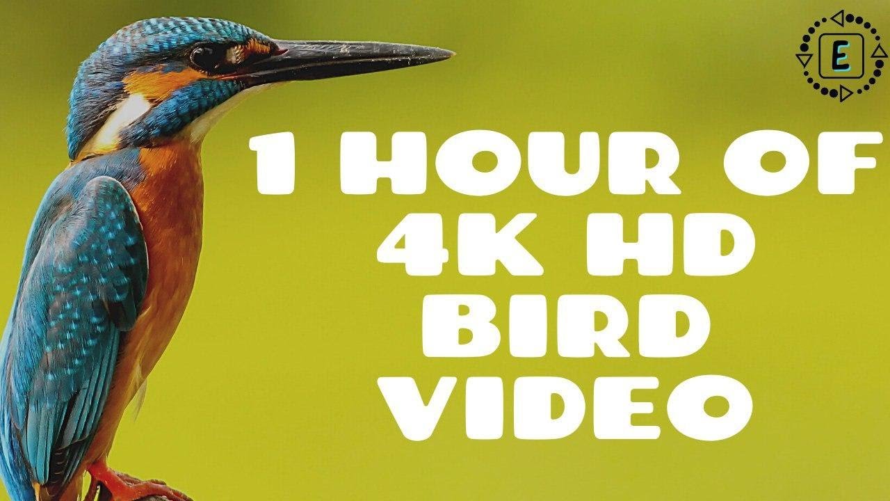 4K HD ONE HOUR OF A SINGLE BIRD | NATURE VIDEO - YouTube