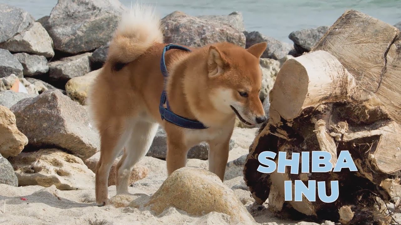 Shiba Inu - Unique Hunting Dog from Japan - YouTube