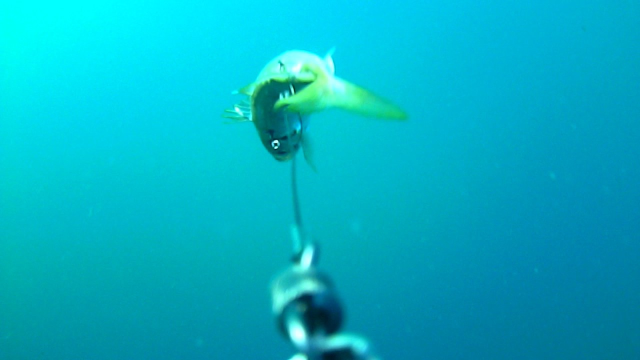 Walking my fish - YouTube