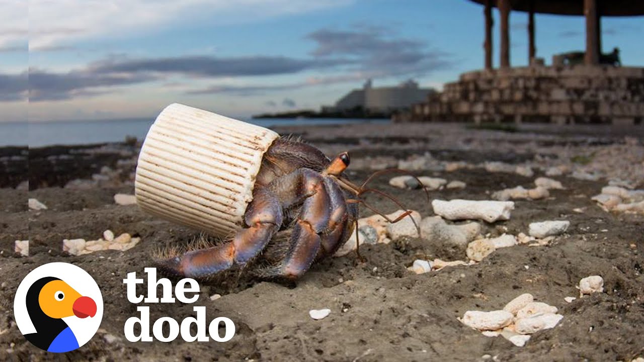 Guy Finds Hermit Crabs Living In Plastic And Offers Them New Shells ...