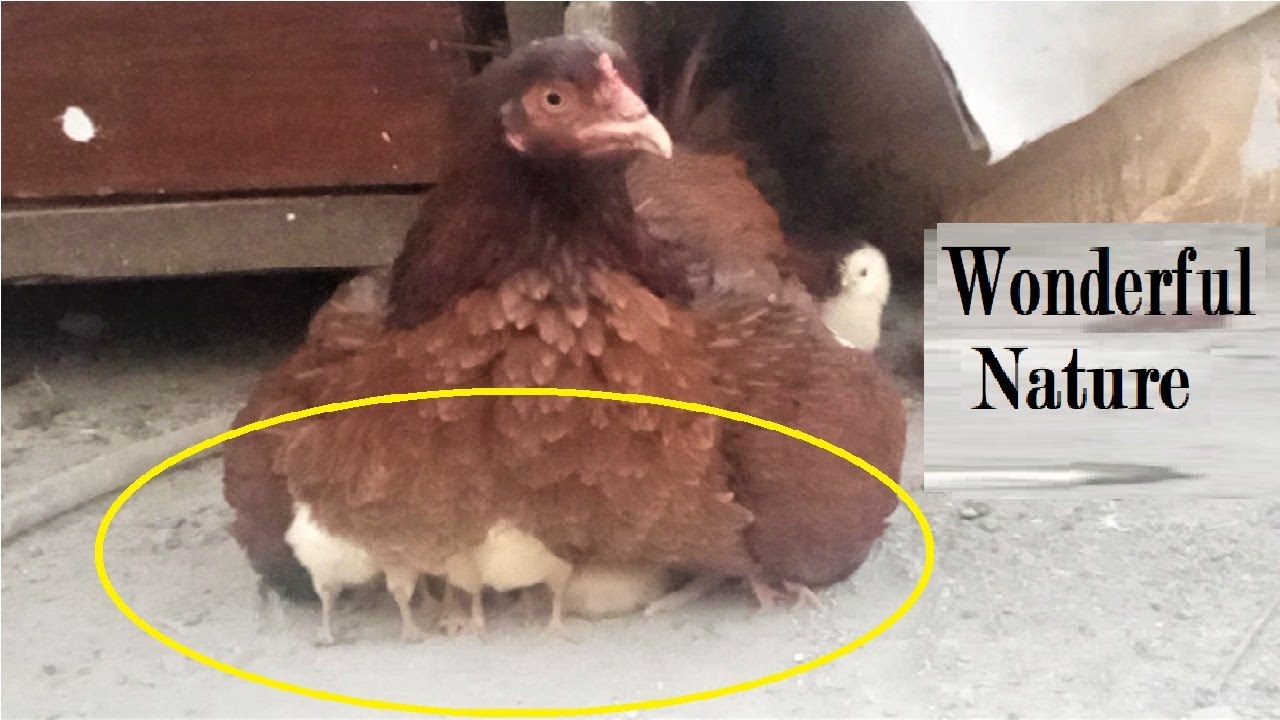 Mother Hen Protecting her new harvested chicks | Hen protecting her new ...
