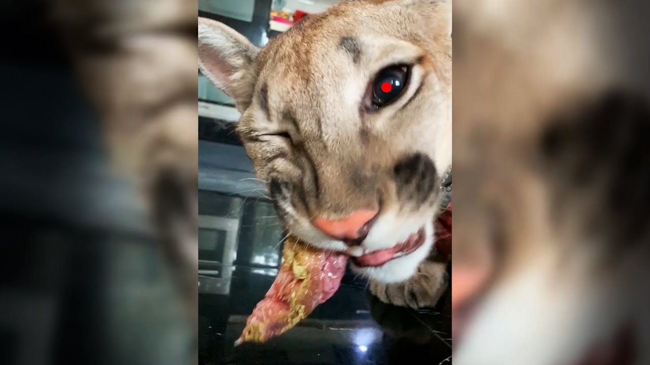 Giant Puma Ceaser living with owner in the House - funny moments with ...