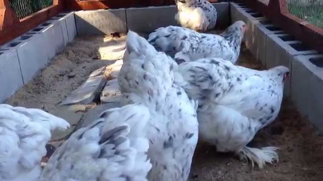 BLUE SPLASH BRAHMA - YouTube