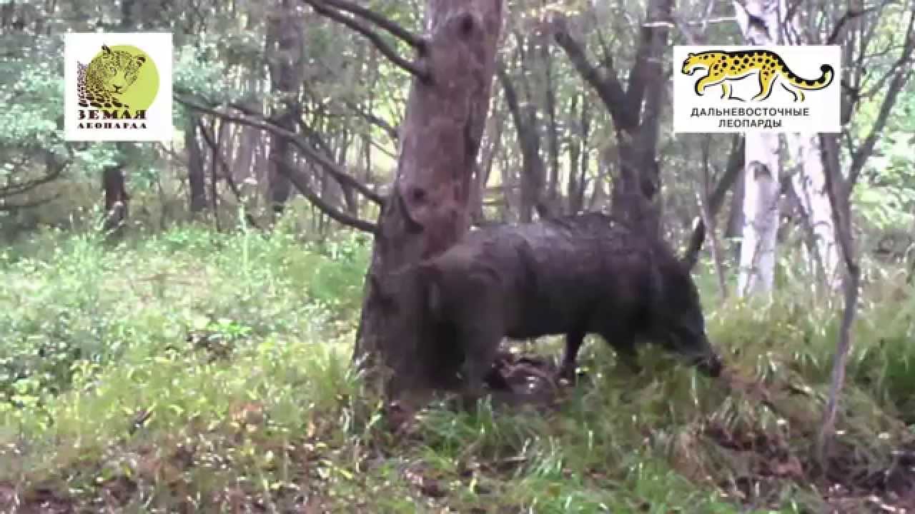 Танцующий кабан на "Земле леопарда"/Dancing boar (Mark Ronson - Uptown ...