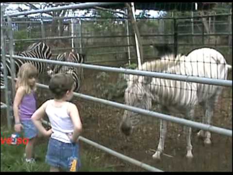 Zoe Zebra Wish - YouTube