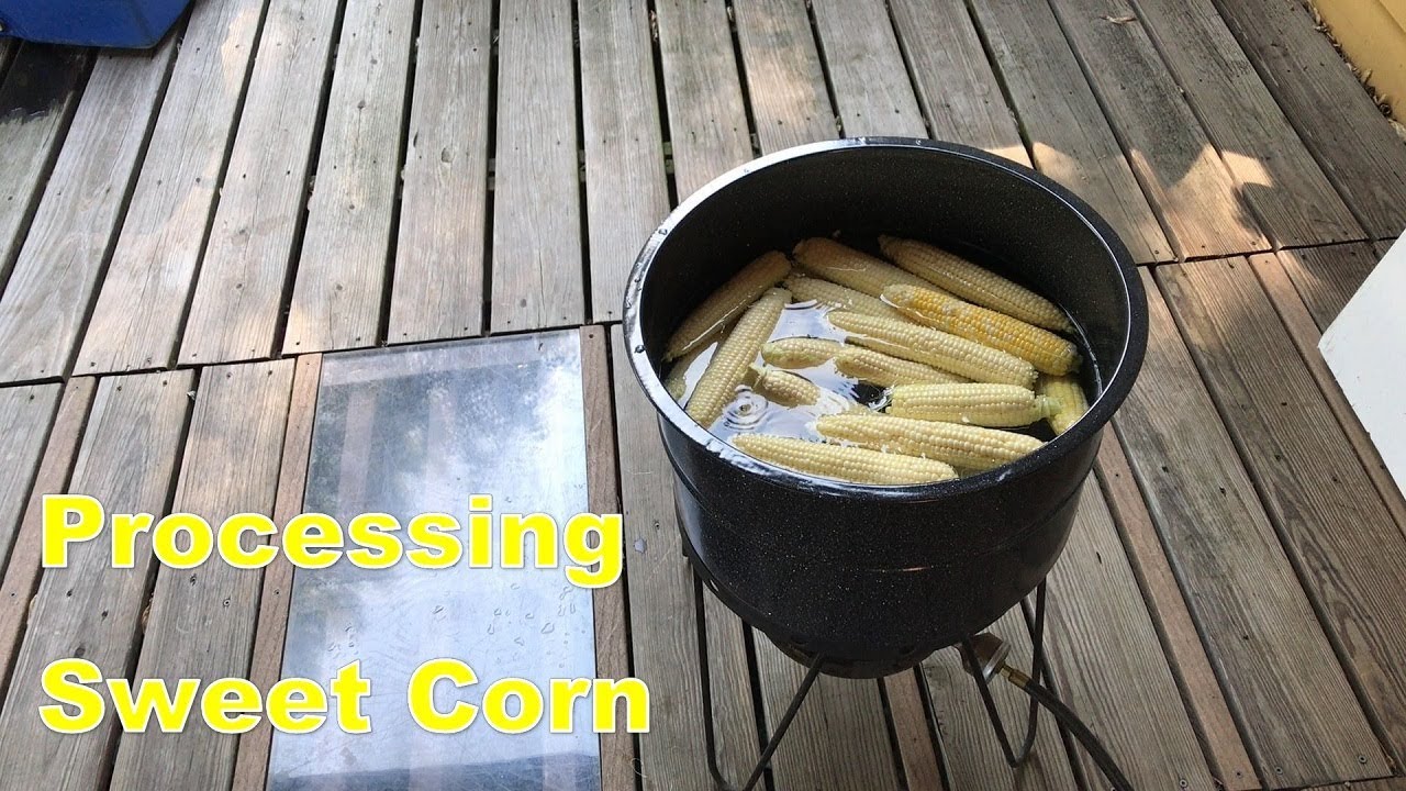 Processing Sweet Corn - YouTube