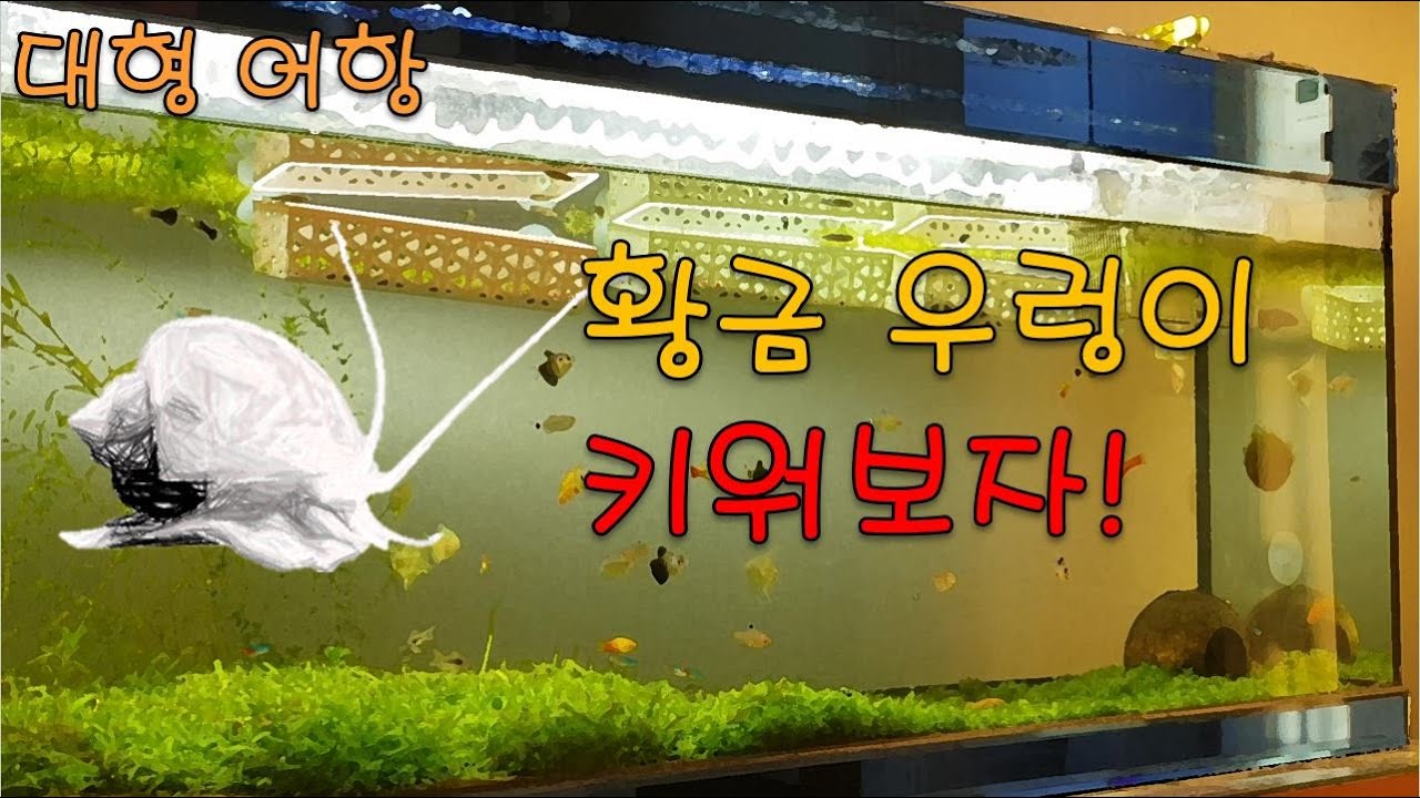 24k 황금 우렁이 대형어항에 키워보자 애플스네일 열대어 키우기 물고기 사육 베타 구피 플래티 수초 블랙테트라