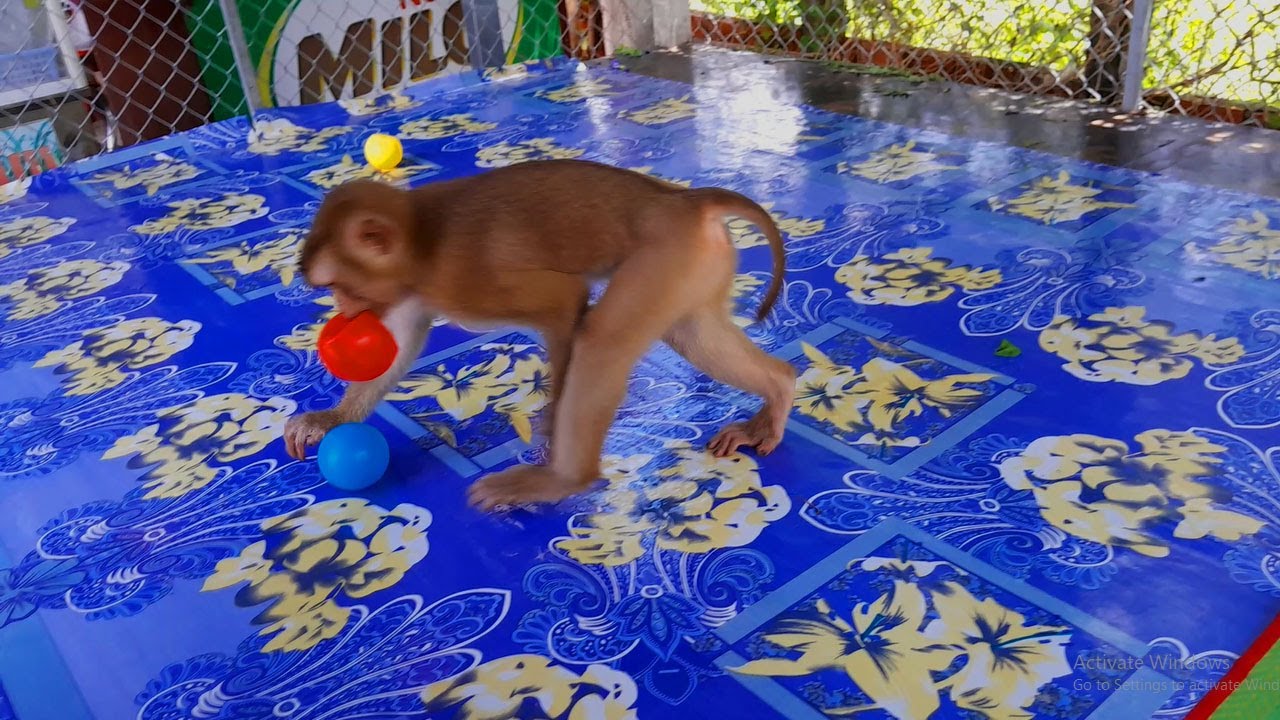 The most happy monkey Ella playing ball alone in her room play - YouTube