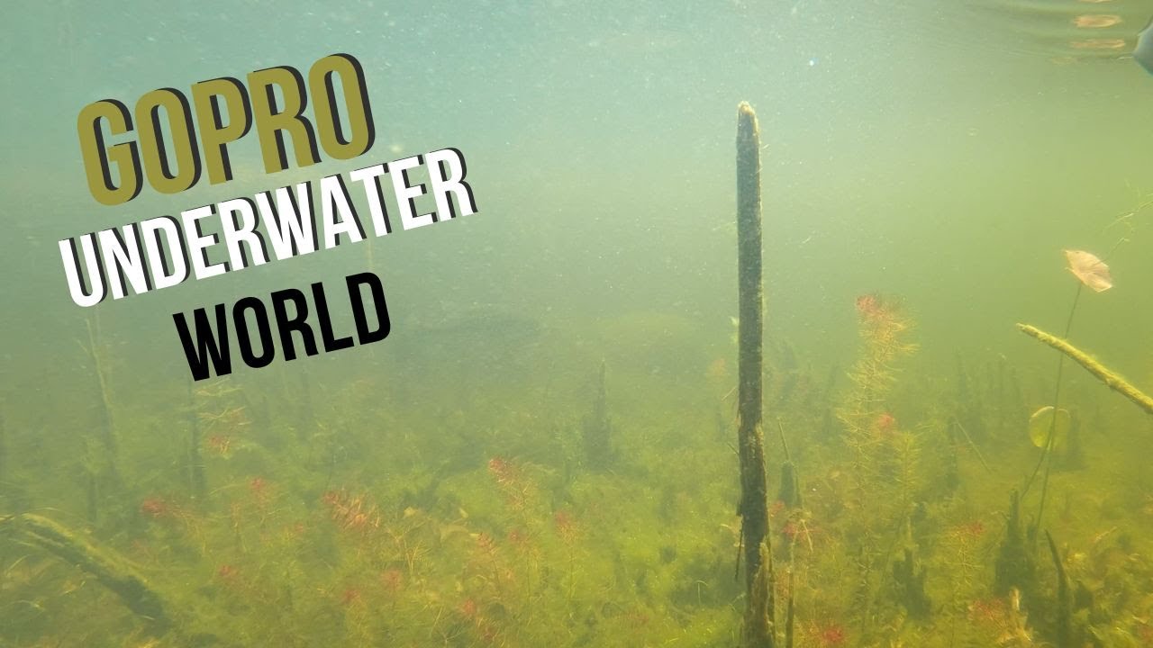 I Put My GoPro Underwater In A MN Lake - Cool To See Fish In Their ...