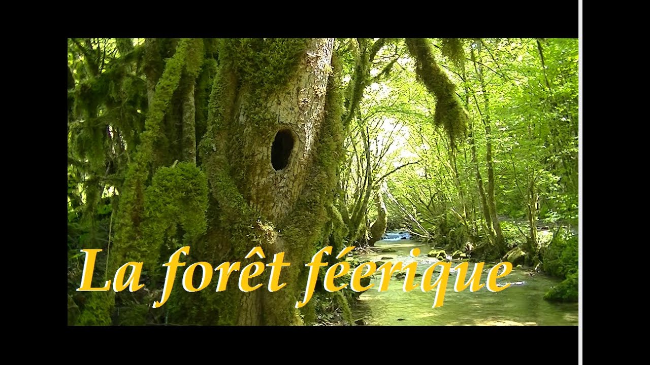 La Forêt merveilleuse féerique ou en encore maléfique ici en France ...
