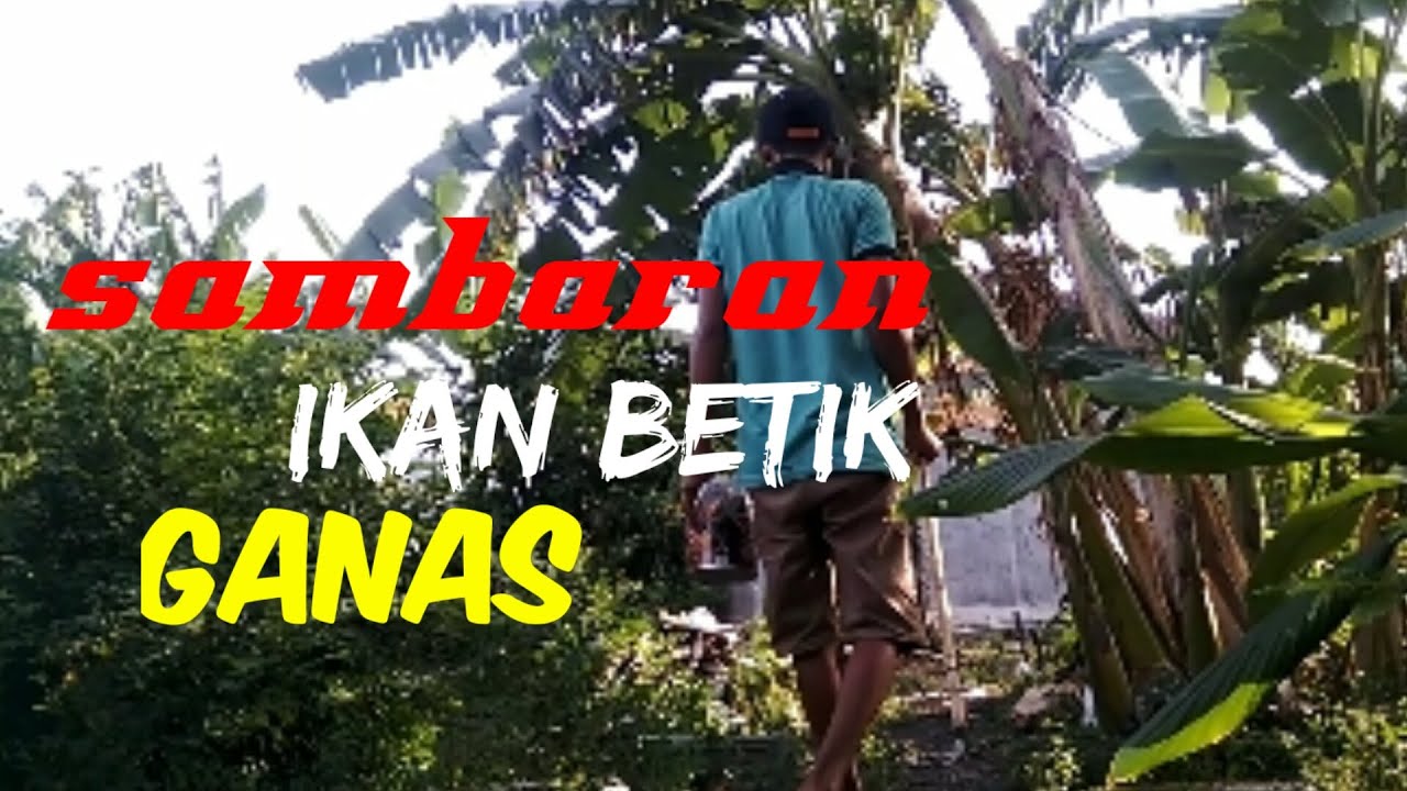 IKAN GANAS (UKURAN SUPER) MANTAB BOSKU - YouTube