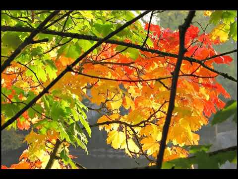 Rüyada Yaprak Görmek