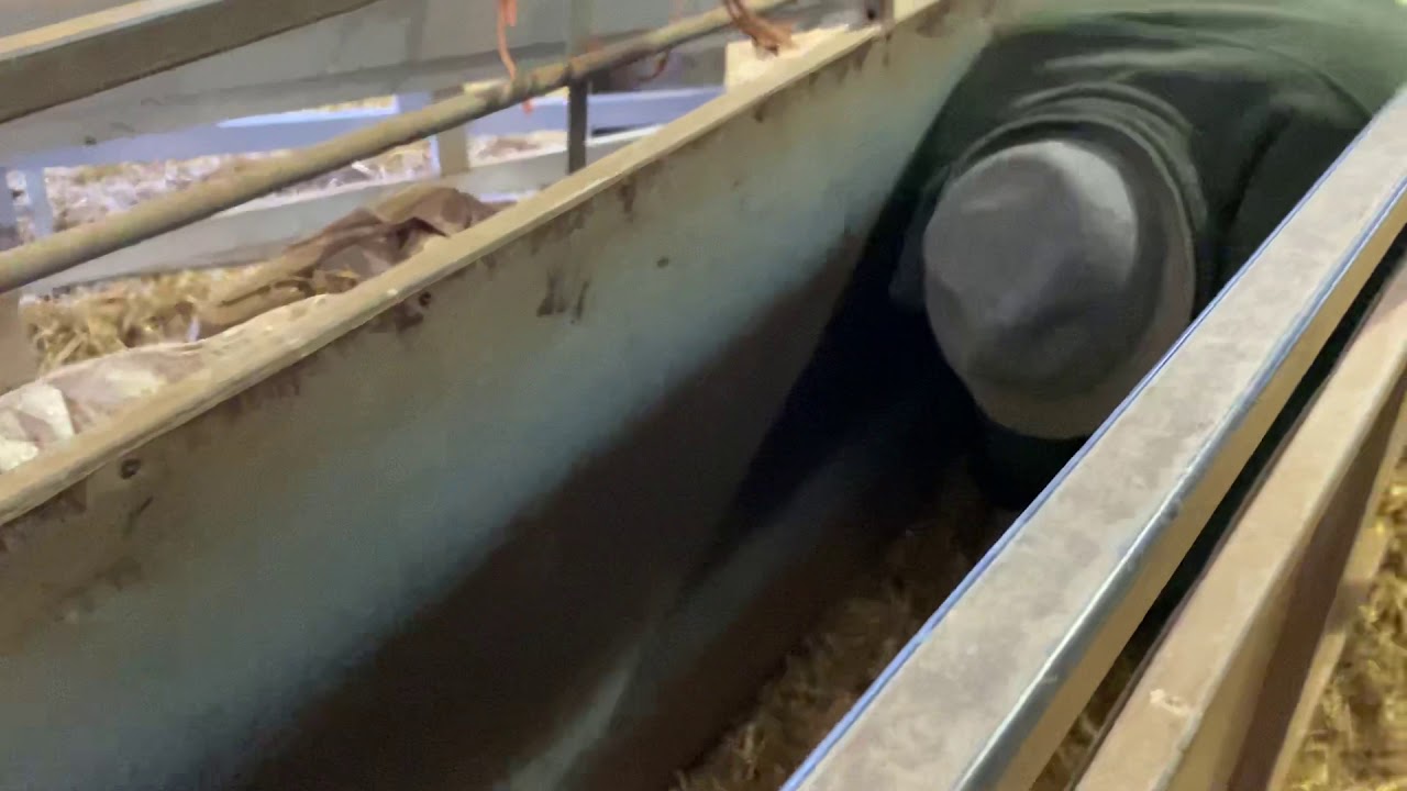 The day the old tup got stuck - YouTube