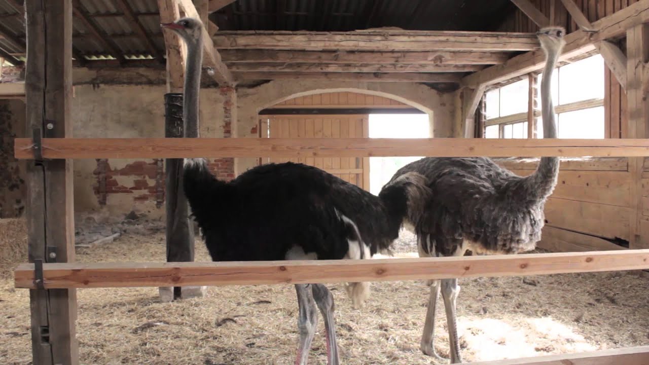 Straußenfarm Mitterhof in Waldsassen - YouTube