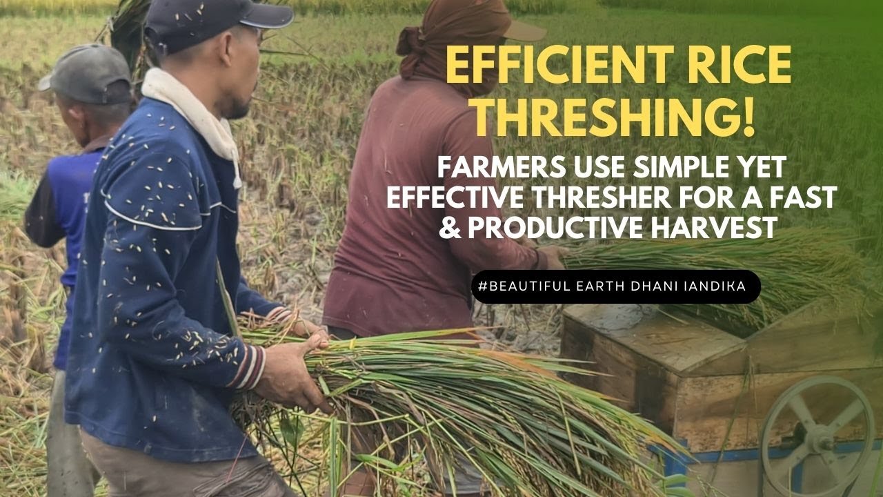 Efficient Rice Threshing! Farmers Use Simple Yet Effective Thresher for ...