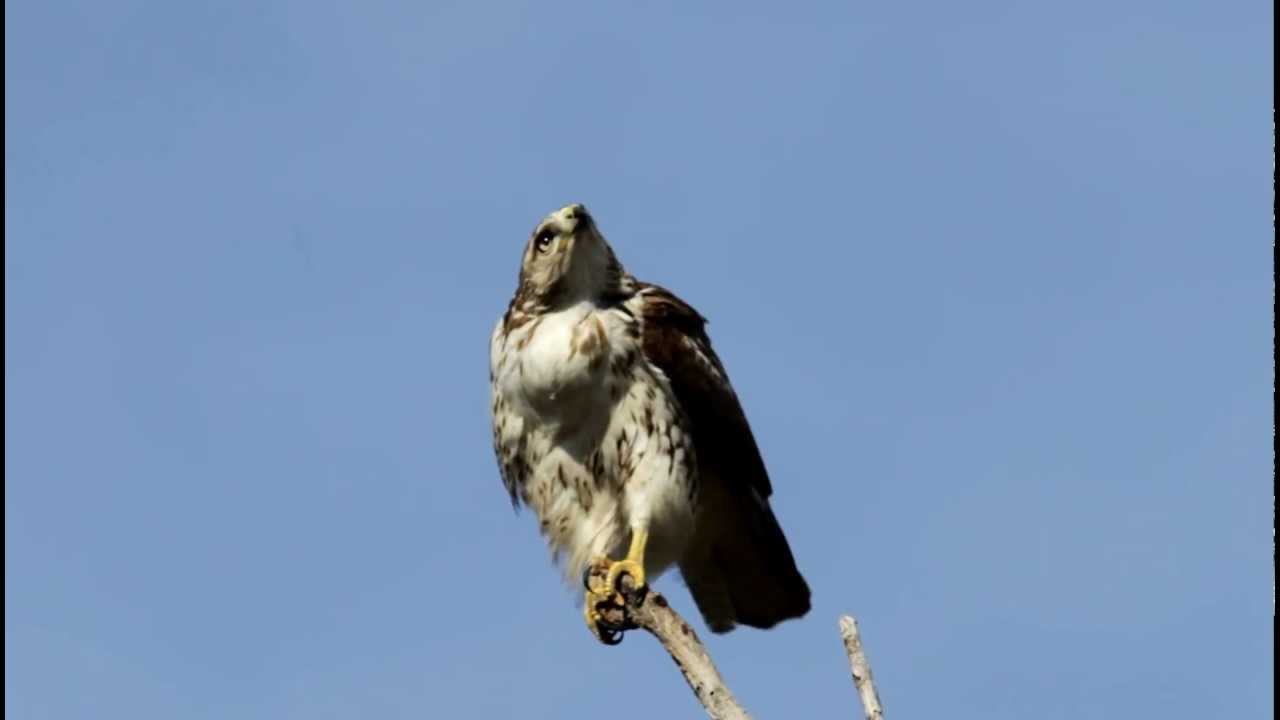 Red-tailed Hawk Calling - YouTube