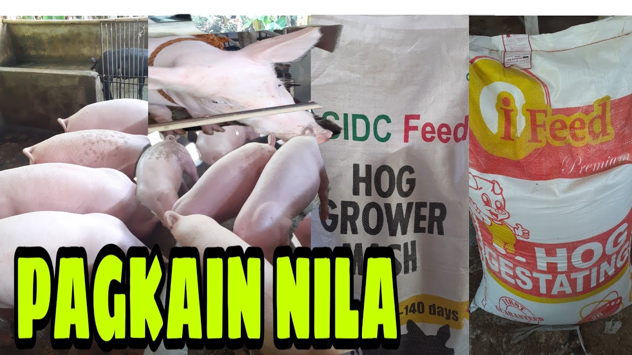 HOG GROWER MASH FROM SIDC AND HOG GESTATING IS THE BEST FOR OUR PIGs ...