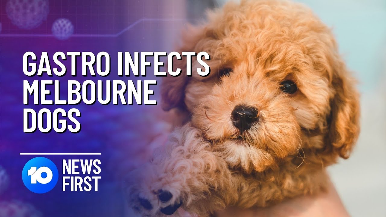 gastro-bug-infects-melbourne-dogs-10-news-first-youtube