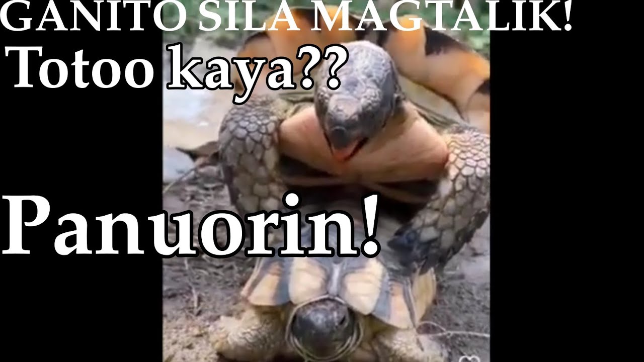 GANITO PALA MAGTALIK ANG PAWIKAN | Totoo kaya?? #seaturtles - YouTube