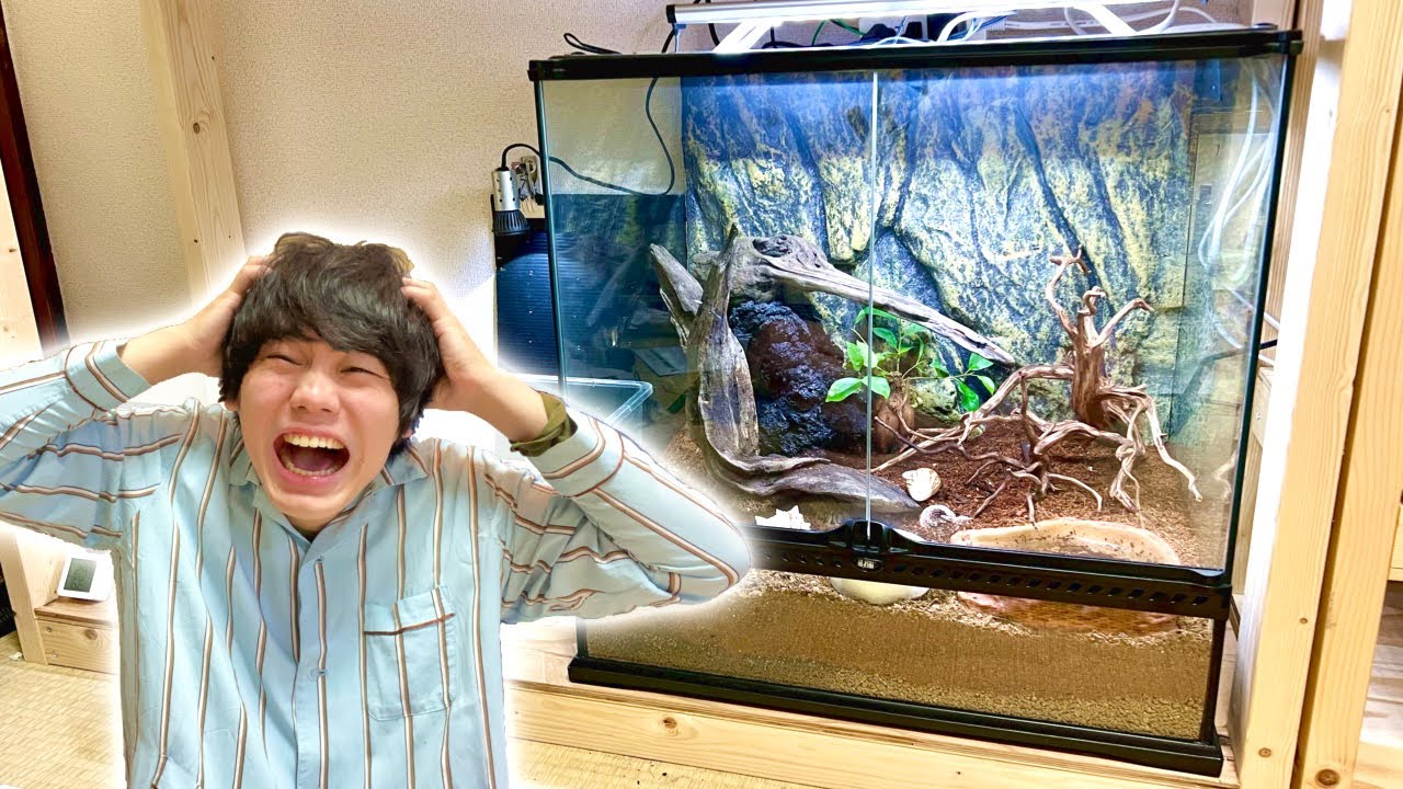 OKYDが、、、やられた・・・【オカヤドカリウム】 - YouTube