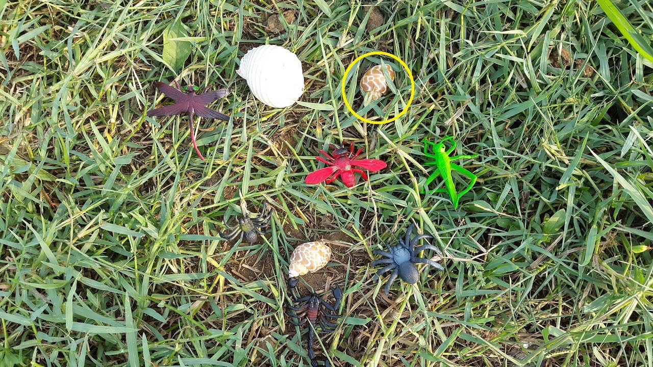 menemukan siput albino, siput putih, keong macan - YouTube