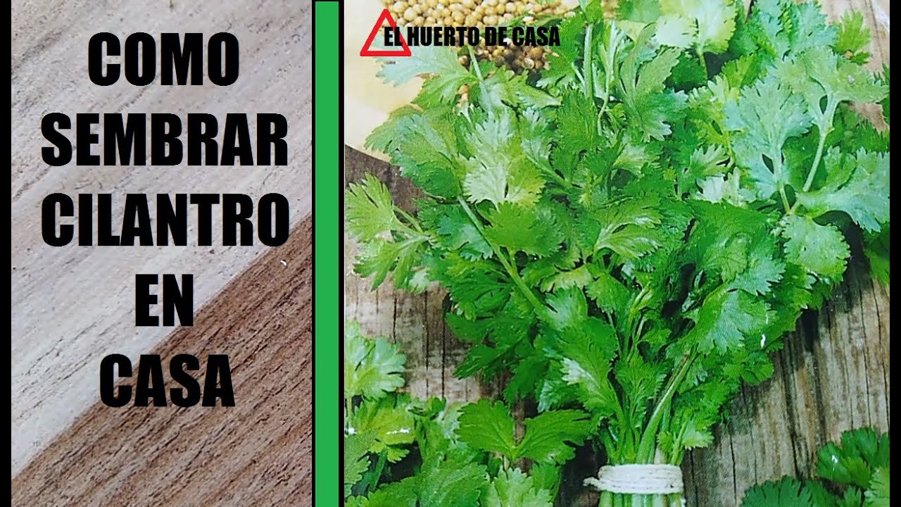 13.-¿CÓMO SEMBRAR CILANTRO EN CASA? | #ElHuertodeCasa - YouTube