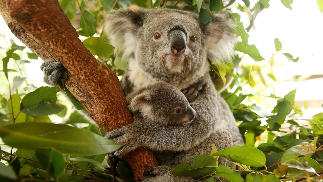 Koala protection policy reaches ‘balanced outcome’ - YouTube