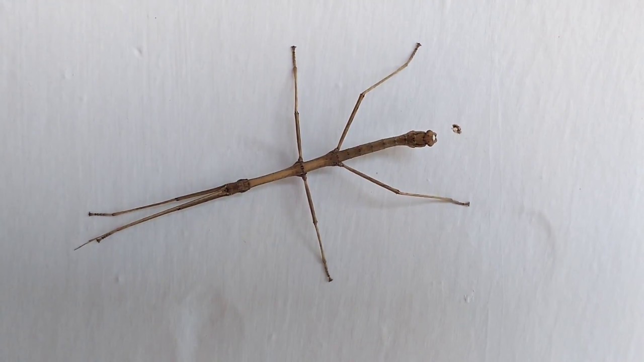 Stick Insect Phasmatidae - Insecto palo o mata caballo - YouTube