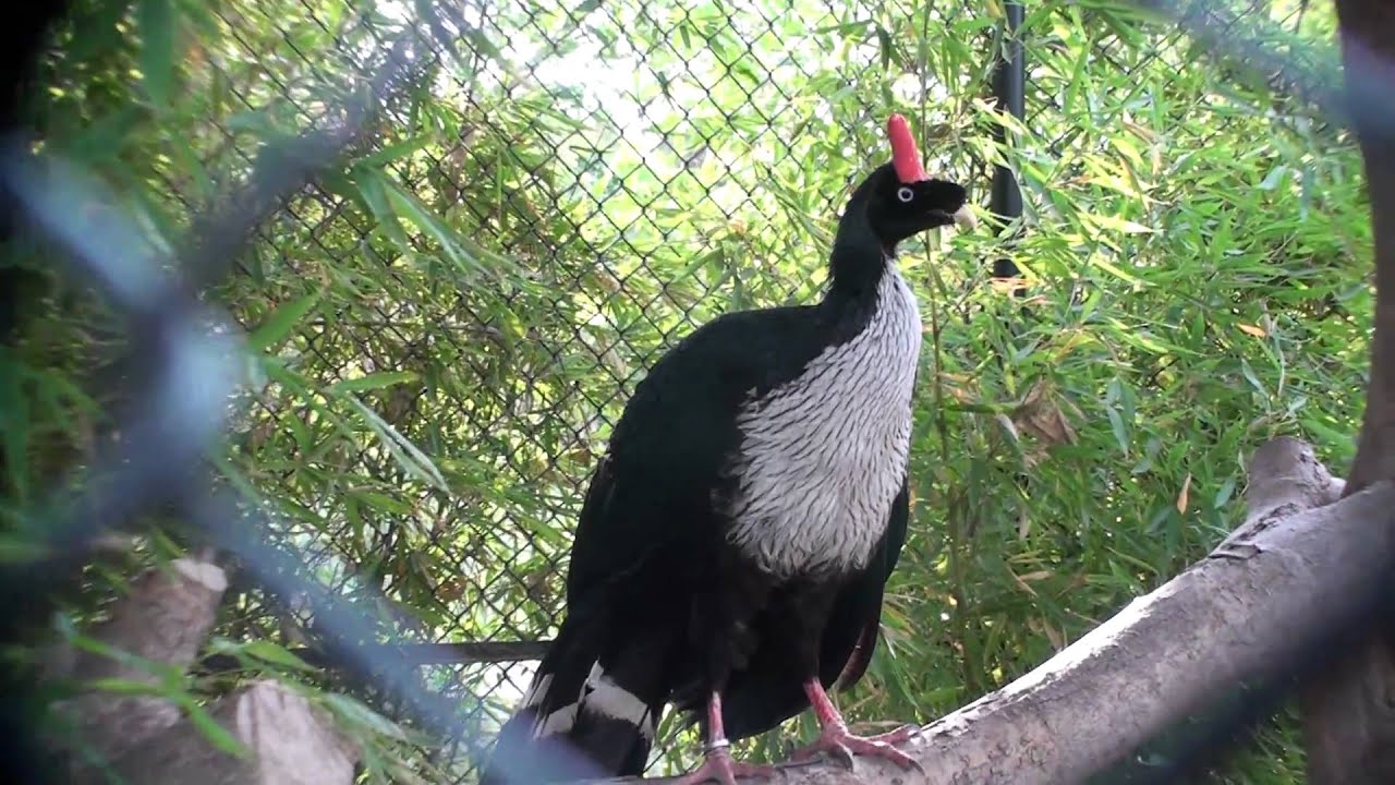 Horned Guan, pavón, Oreophasis derbianus (EN) - YouTube